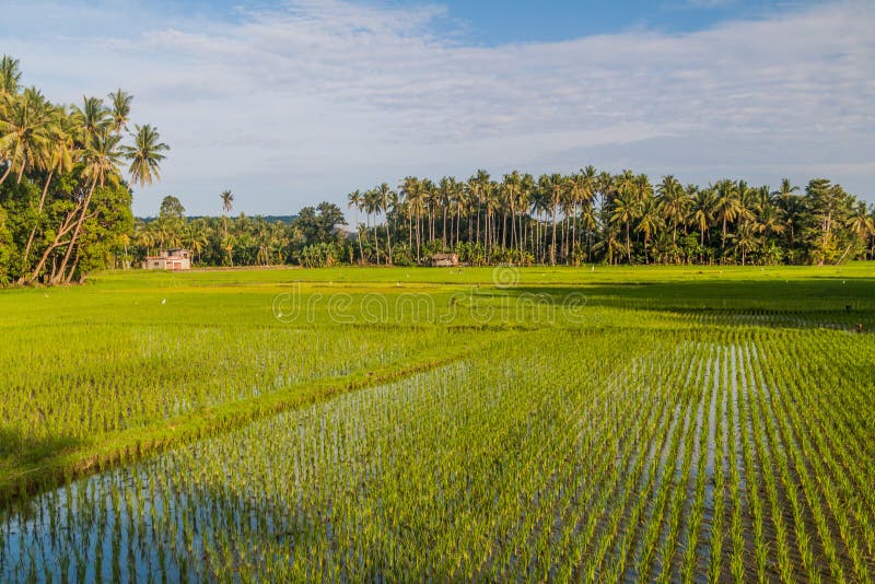 Rice Fields on Siquijor Island, Philippine Stock Image - Image of green ...