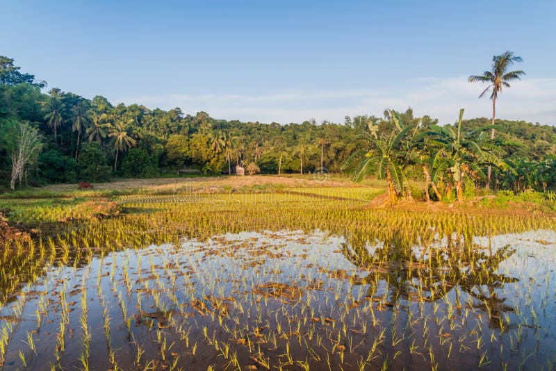Rice Fields on Siquijor Island, Philippine Stock Image - Image of hill ...