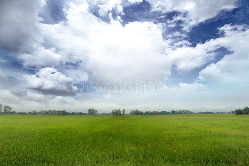 Rice Fields and the Sky with Many Clouds in the Hot Midday Sun Stock ...