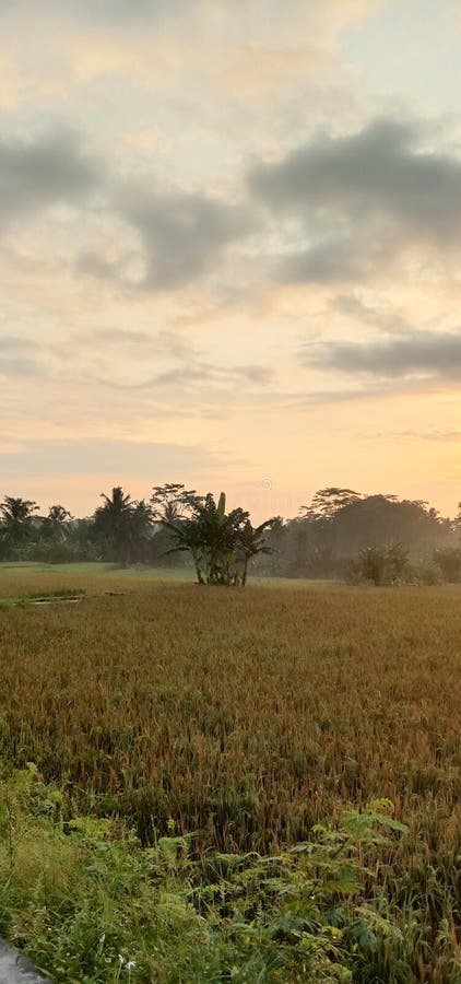The Rice Fields and Sky at Morning Stock Image - Image of plain ...