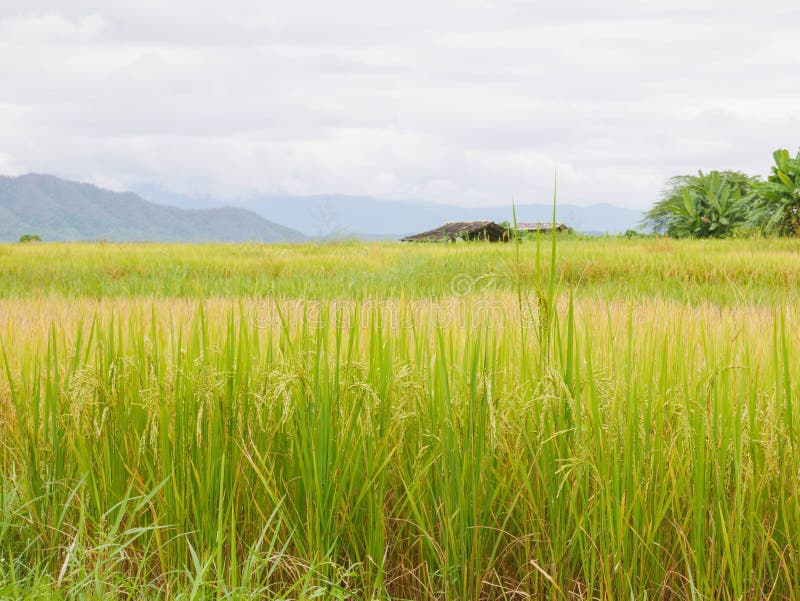 Rice Fields and Sky with Mountain Stock Photo - Image of green ...
