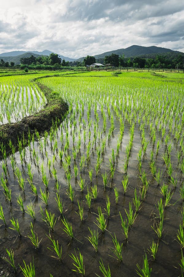Rice Plantations And Limestone Cliffs In Ninh Binh, Vietnam Stock Image ...