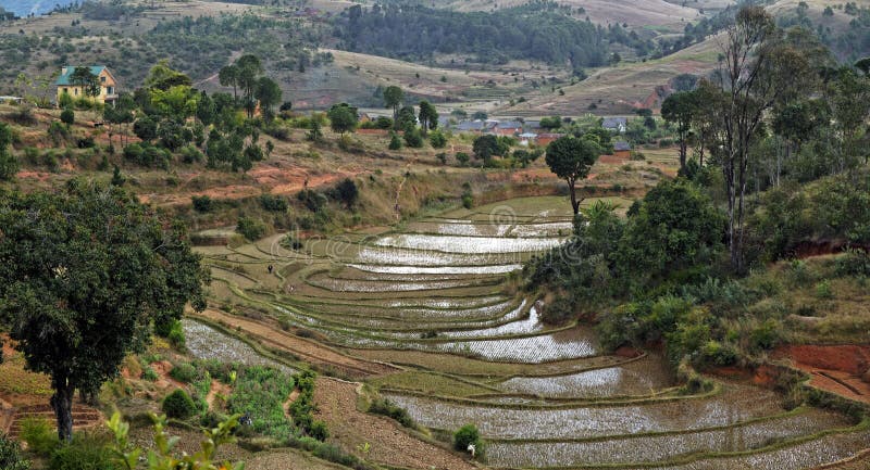 Rice fields stock photo. Image of africa, madagascar - 34098108