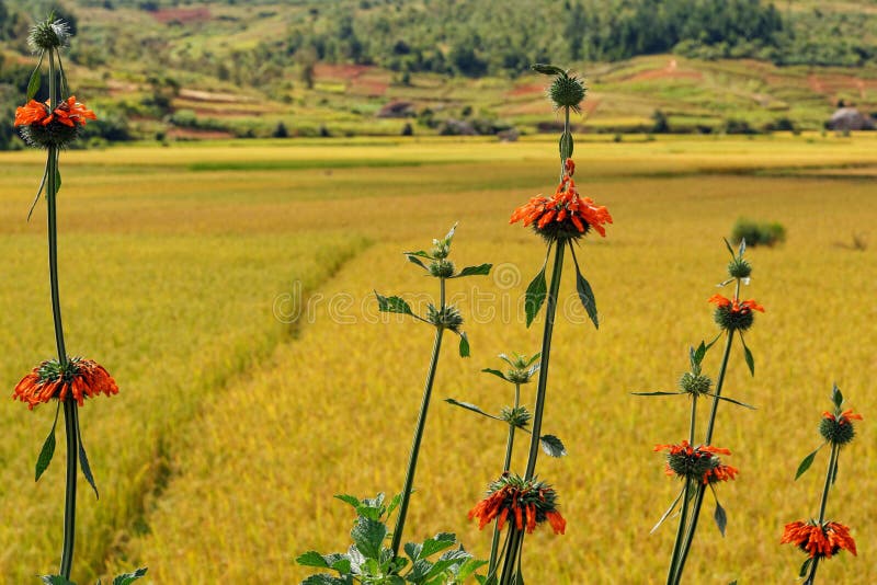 Rice fields stock photo. Image of plant, colorful, madagascar - 42625330