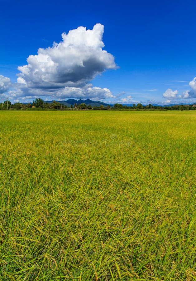 Rice fields gold color stock image. Image of country - 62716551