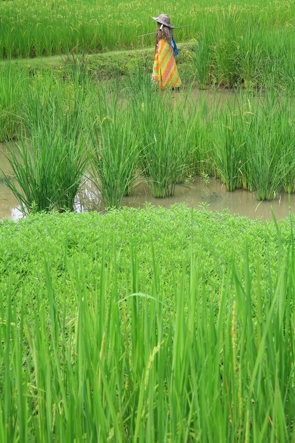 Rice field stock photo. Image of organic, environment - 102187904