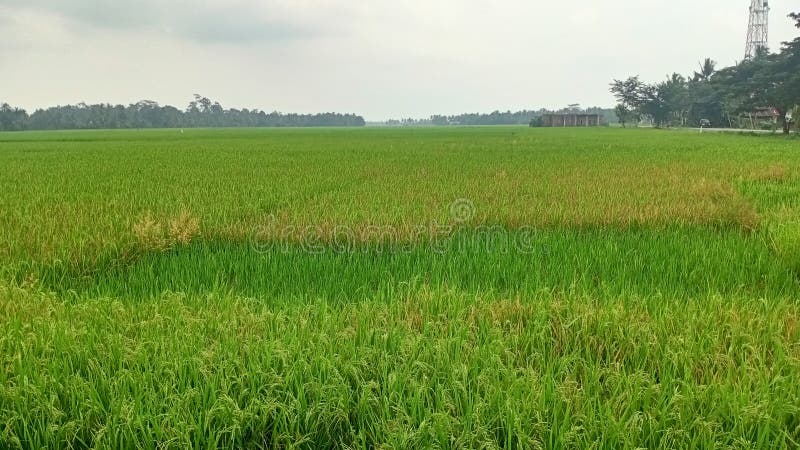 Rice Fields Spread Out Wide Stock Image - Image of spread, district ...