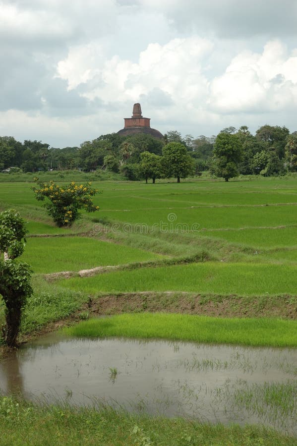 Rice fields of Sri Lanka stock photo. Image of outdoor - 14936136