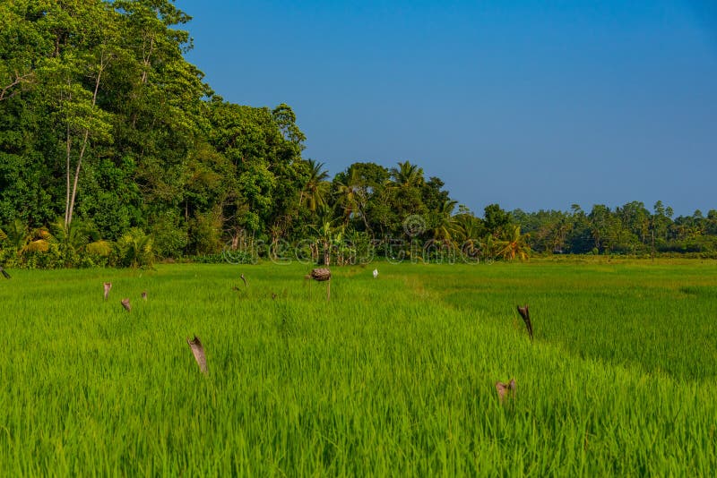 Rice Fields at Tissamaharama, Sri Lanka during a Sunny Day Stock Image ...