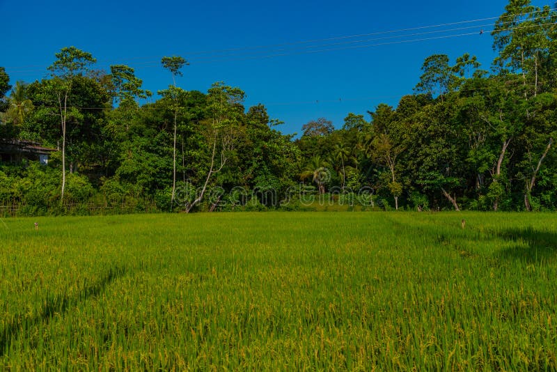Rice Fields at Tissamaharama, Sri Lanka during a Sunny Day Stock Image ...