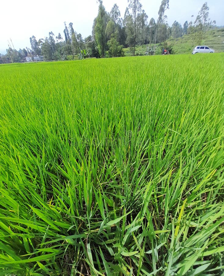 Rice Fields that are Starting To Turn Yellow Stock Image - Image of ...