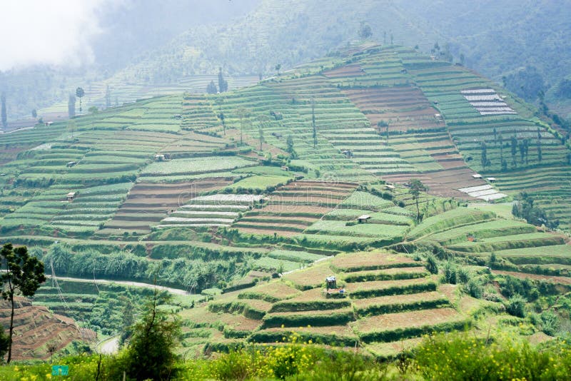 Rice fields step stock photo. Image of grow, irrigation - 32536982