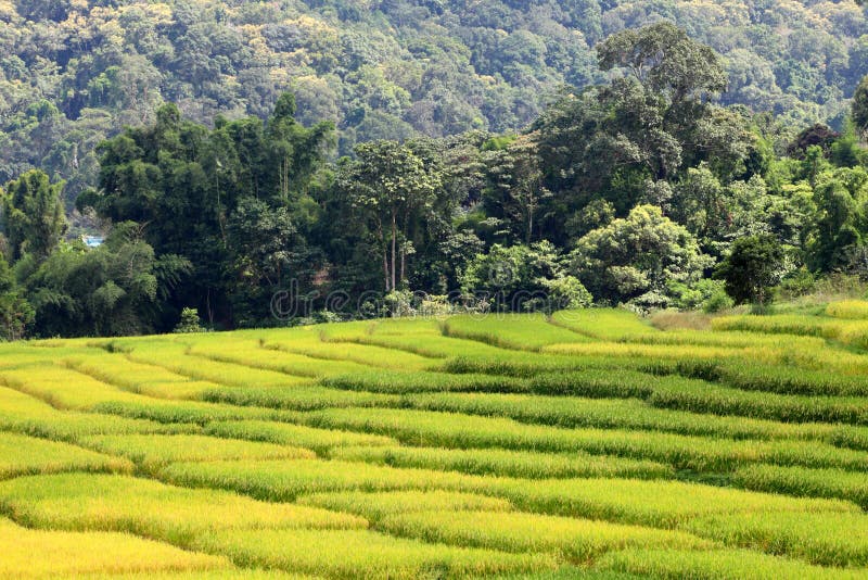 Rice Fields are Steps Green and Yellow on the High Mountains Stock ...