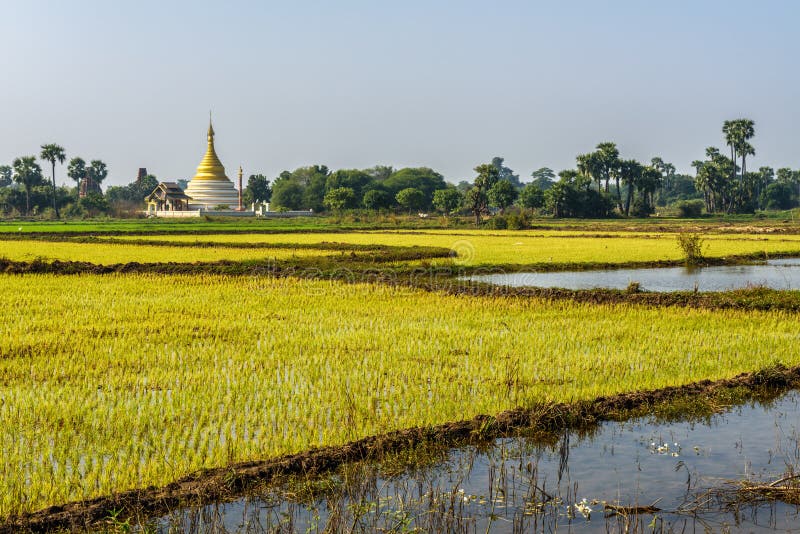 Rice Fields and a Stupa Near Mandalay, Myanmar Stock Image - Image of ...