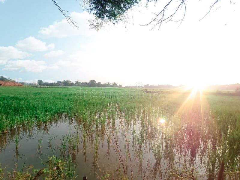 Rice Fields in the SUBANG AREA, WEST JAVA, INDONESIA Stock Photo ...
