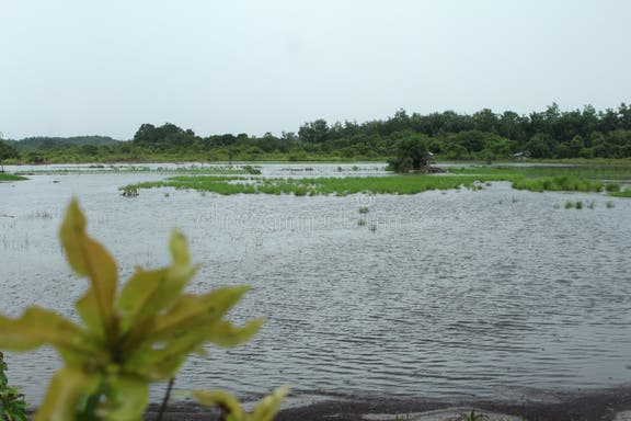 Rice Fields Submerged by Water Stock Image - Image of wetland, shore ...