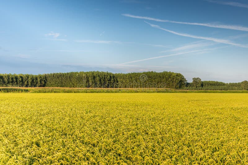 Rice Fields in Summer, Ottobiano (Italy) Stock Image - Image of ...