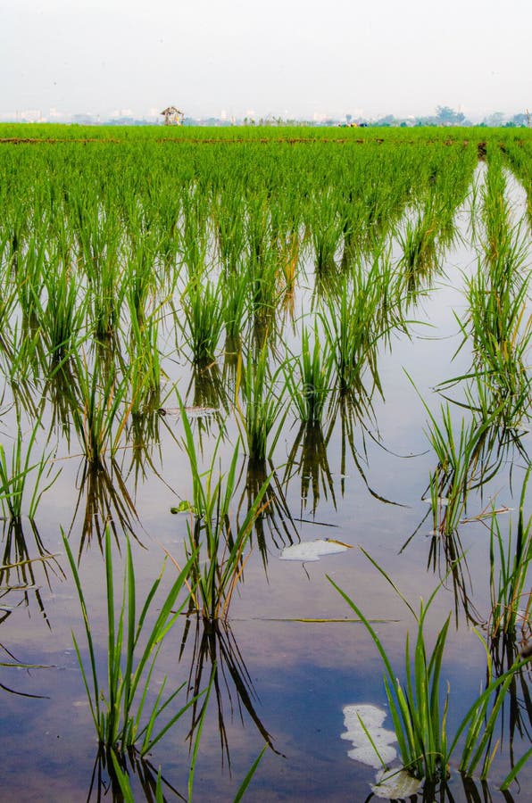 Rice fields on summer stock image. Image of soil, meadow - 195782941