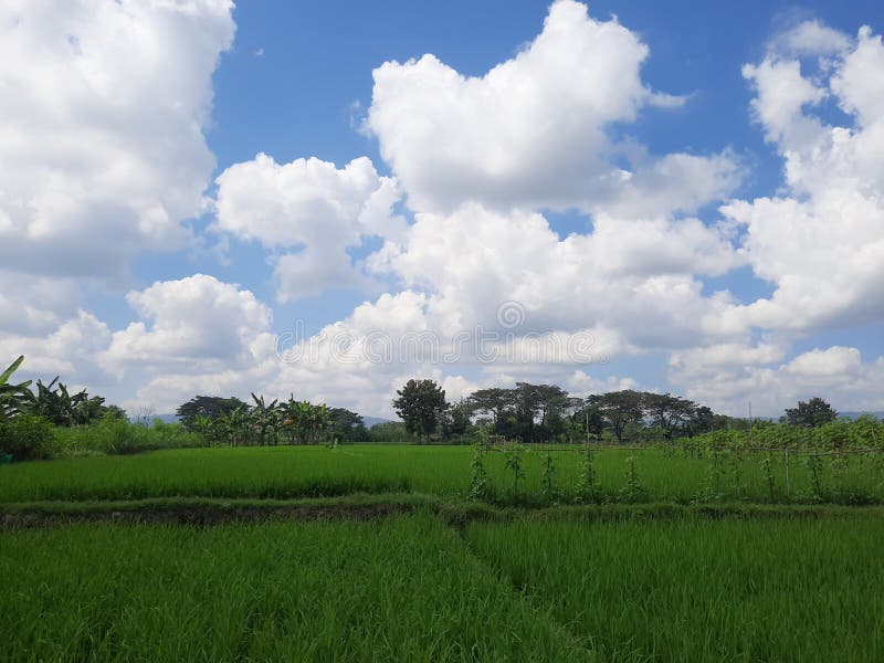 Rice Fields and Sunny Clouds in Indonesia Stock Image - Image of ...