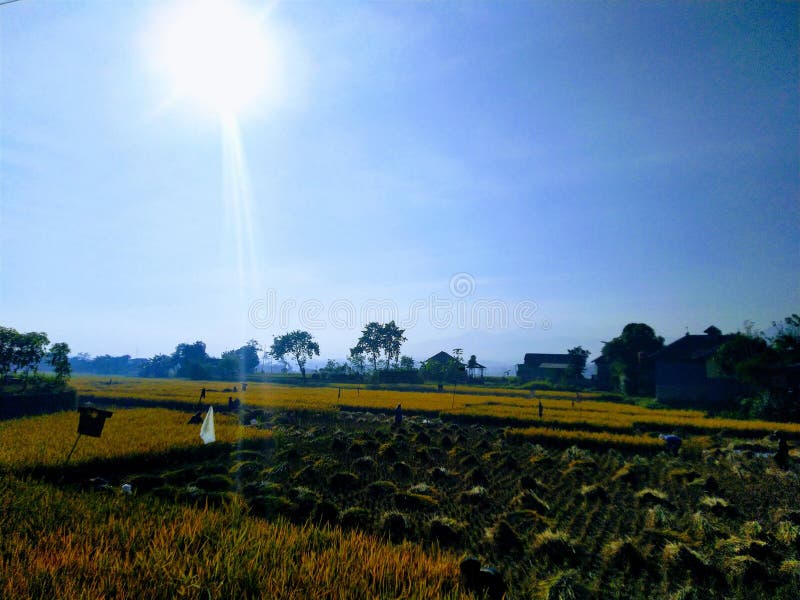 Rice Fields on a Sunny Morning Stock Photo - Image of morning, fields ...
