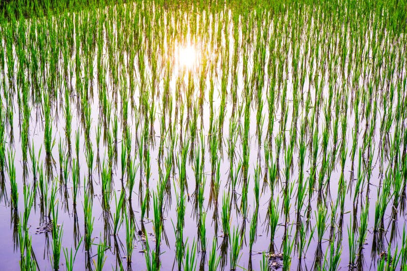 Rice Fields on a Sunny Morning Stock Image - Image of flower, prairie ...