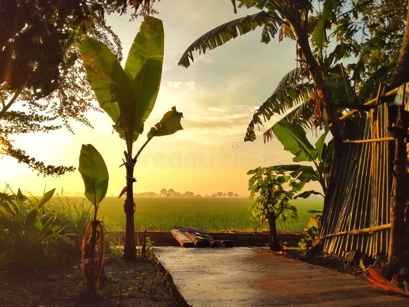 Rice Fields on a Sunny Morning Stock Photo - Image of rice, sunrise ...