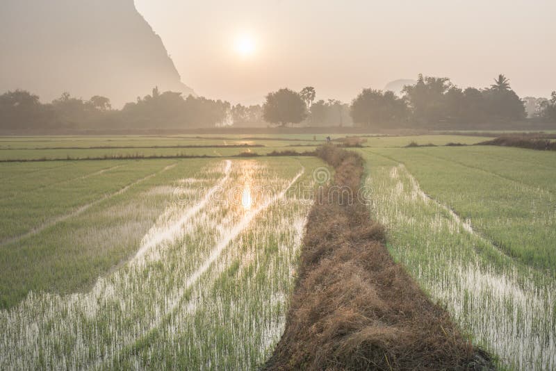 Rice fields on sunrise stock image. Image of outside - 61388019