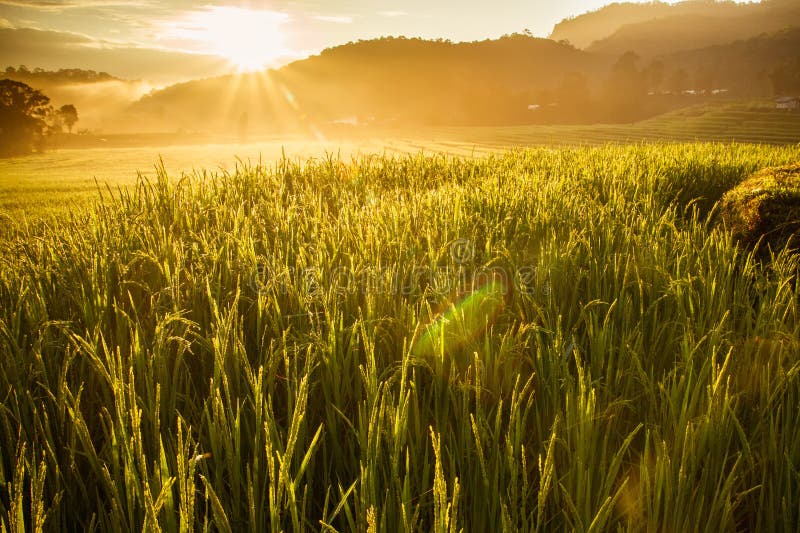 Rice Fields in the Sunrise. Stock Photo - Image of rice, lawn: 58841732