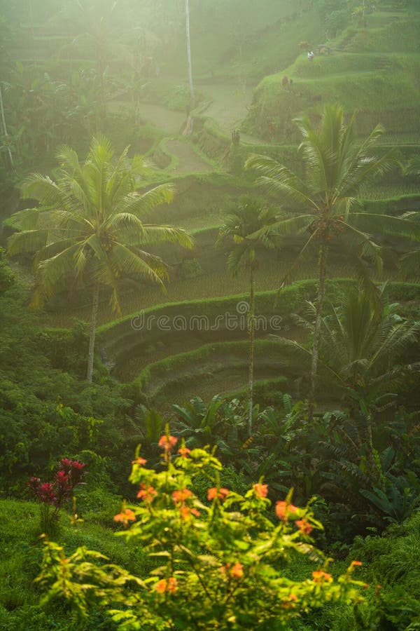 Rice Fields at Sunset from Above, Bali, Indonesia Stock Photo - Image ...