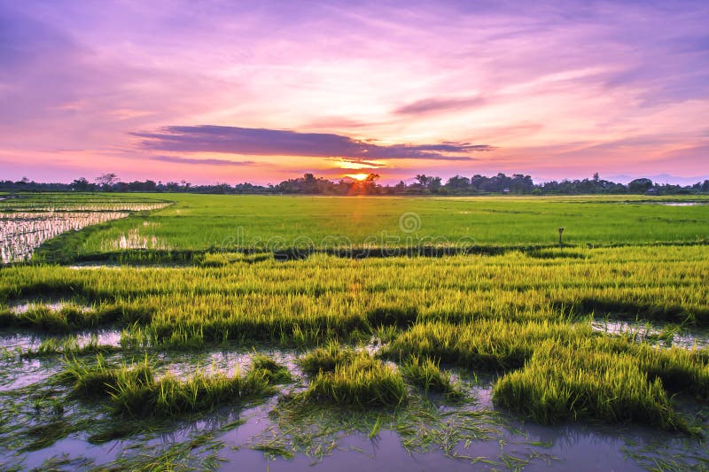 Rice Fields and Sunset Background in Thailand Stock Photo - Image of ...