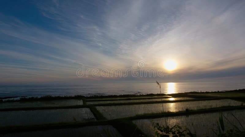 Rice Fields at Sunset in Japan Stock Photo - Image of local, china ...