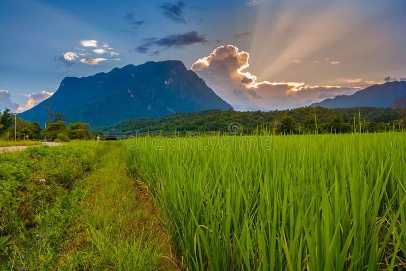 Rice Fields in Sunset Light and Big Mountain. Stock Photo - Image of ...