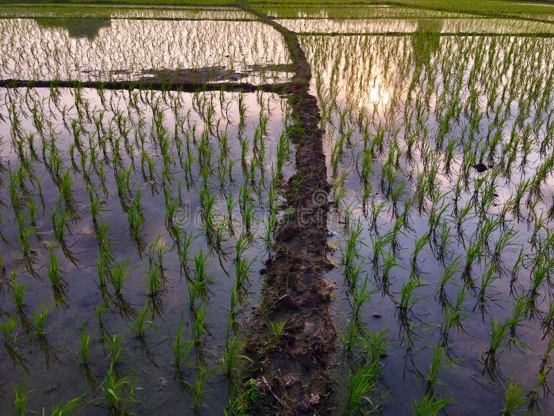 Rice fields stock photo. Image of view, sunset, fields - 89816366