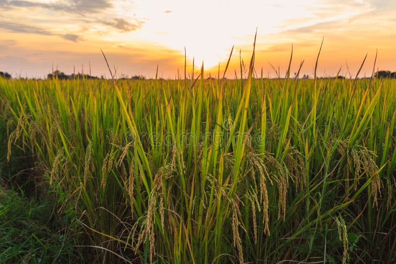 Rice Fields and Sunset Sky View Stock Photo - Image of grass, growth ...