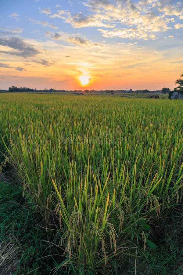Rice Fields and Sunset Sky View Stock Image - Image of asia, farm ...
