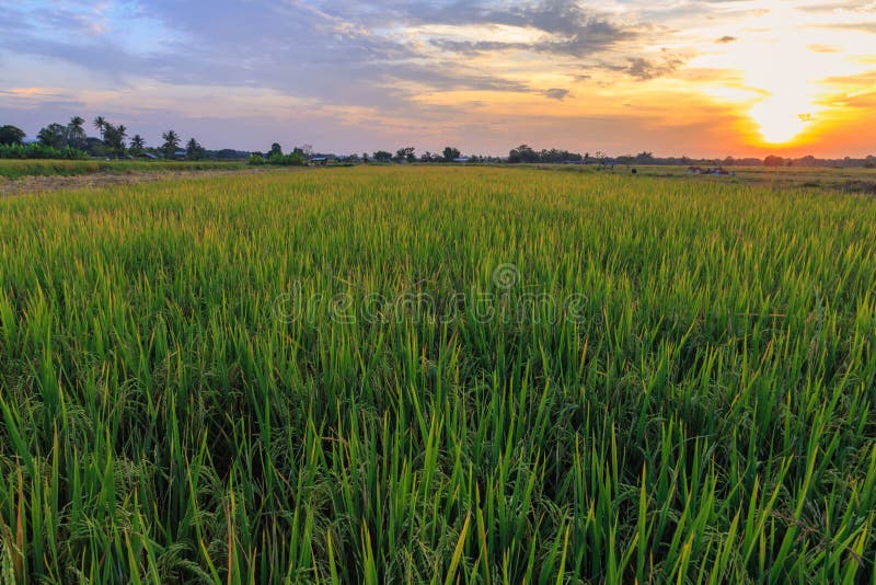 Rice Fields and Sunset Sky View Stock Photo - Image of grass, green ...