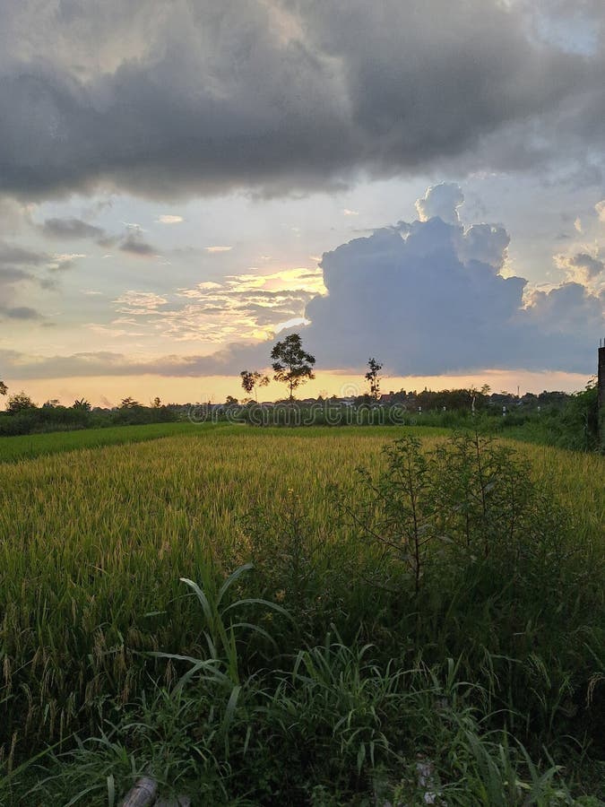 Rice Fields in the Sunset Somewhere in Indonesia Stock Image - Image of ...