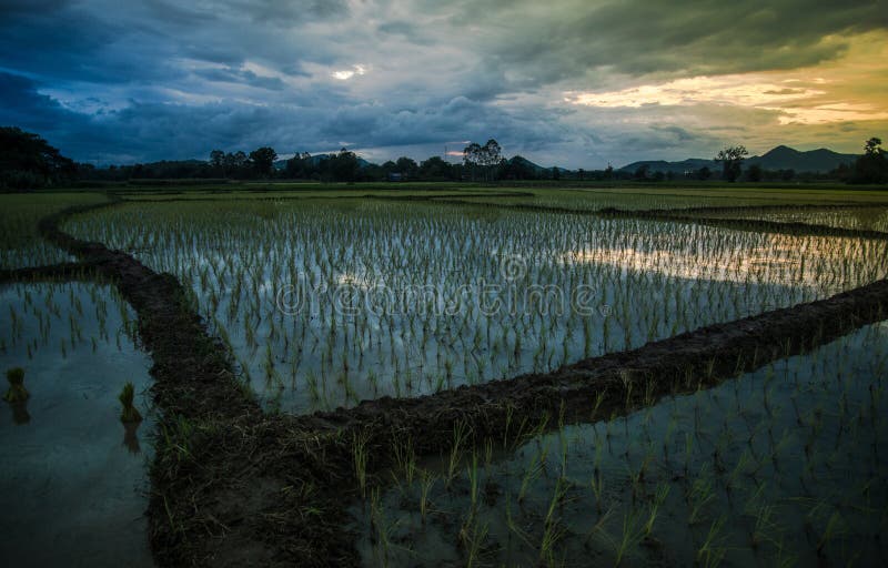 Rice fields sunset stock image. Image of crop, traditional - 57269059
