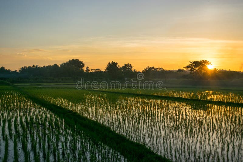 Rice fields and sunset stock image. Image of evening - 43731435