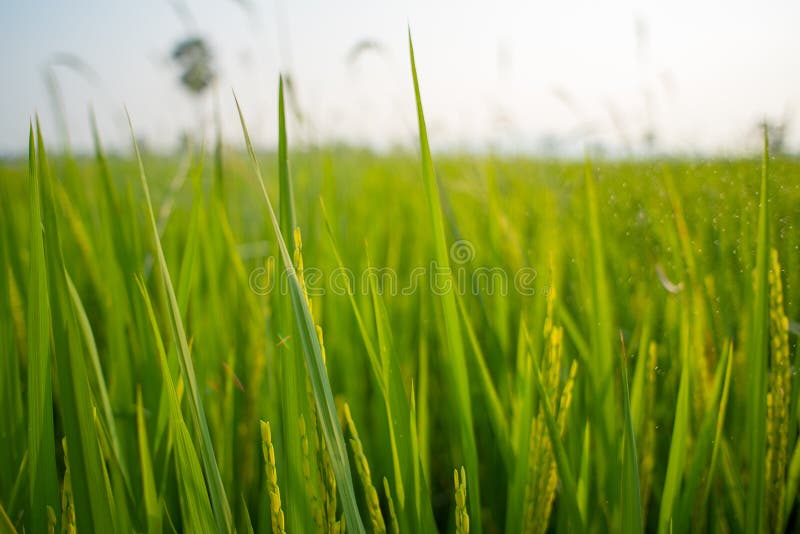 Rice fields and Sunshine stock image. Image of asia - 102945813