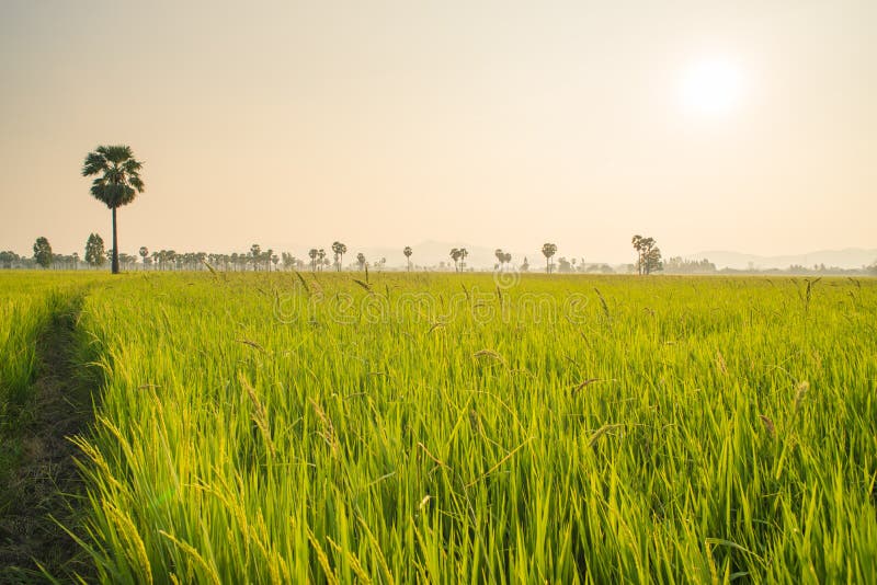 Rice fields and Sunshine stock photo. Image of corn - 102946232