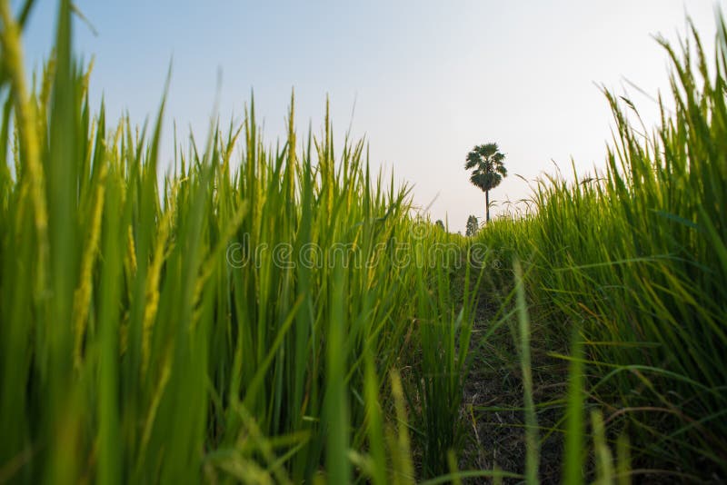 Rice fields and Sunshine stock image. Image of country - 102946567