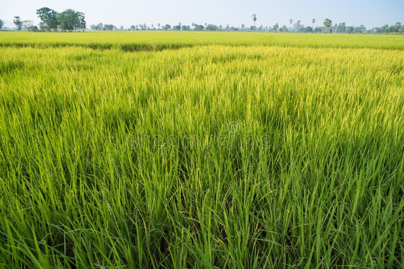 Rice fields and Sunshine stock photo. Image of asian - 102945598