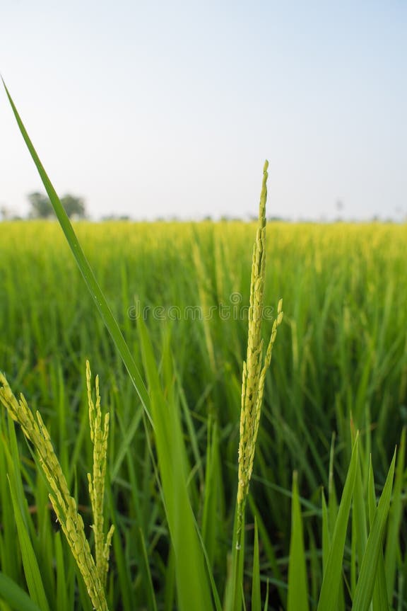 Rice fields and Sunshine stock image. Image of rice - 102945613
