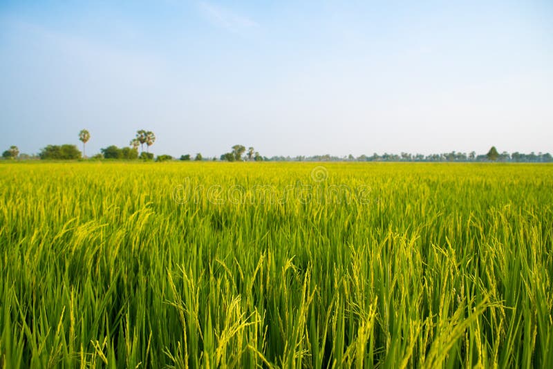 Rice fields and Sunshine stock image. Image of rice - 102945701