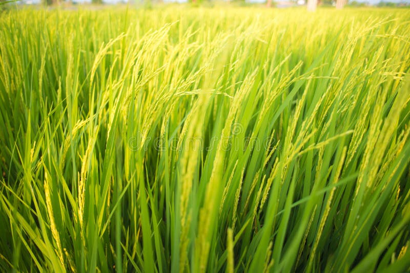 Rice fields and Sunshine stock photo. Image of sunshine - 102946382