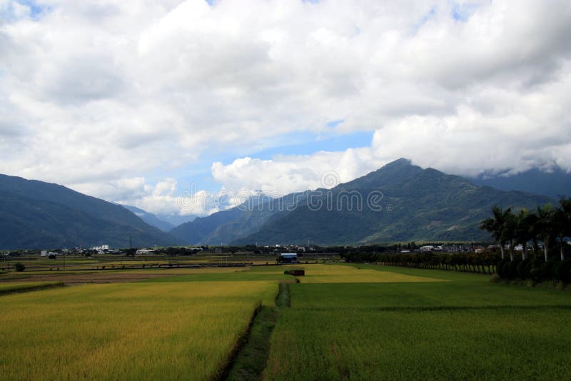 Rice Fields in Taiwan stock photo. Image of foreground - 133059806