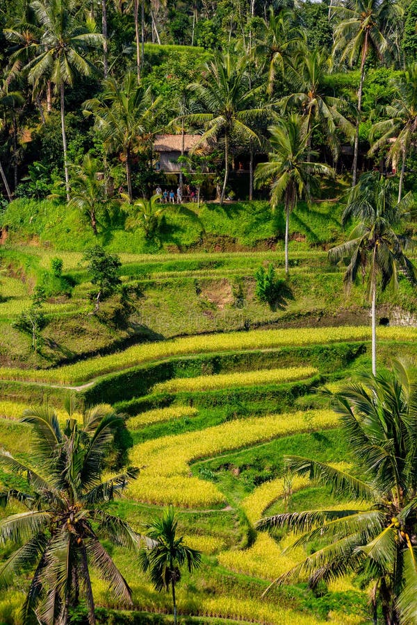 Rice Fields in Tegalalang, Bali Stock Image - Image of green, farm ...
