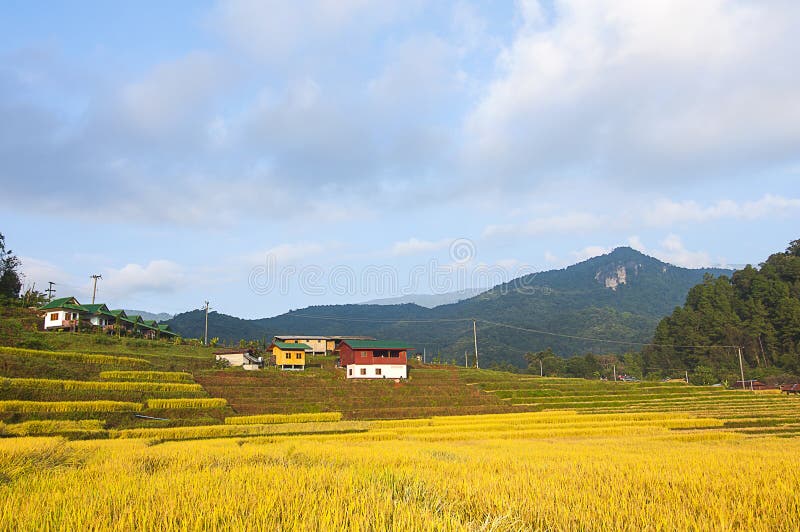 Rice Fields Terrace on Mountain Stock Photo - Image of landmark, field ...