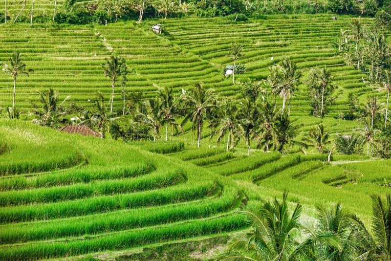 Rice Fields on Terraced of Bali, Indonesia. Fields Stock Image - Image ...